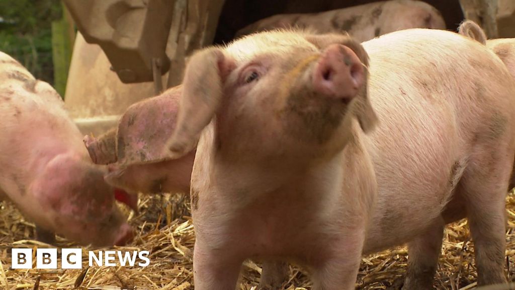 Farmer urges action to save rare British Lop pigs
