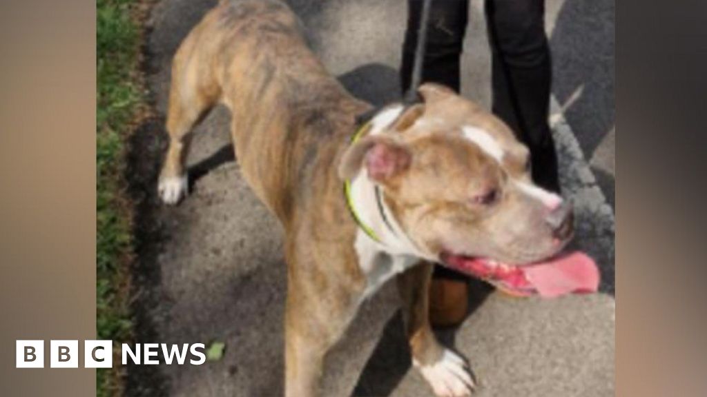Appeal after dog injured in Stockton XL bully attack - BBC News