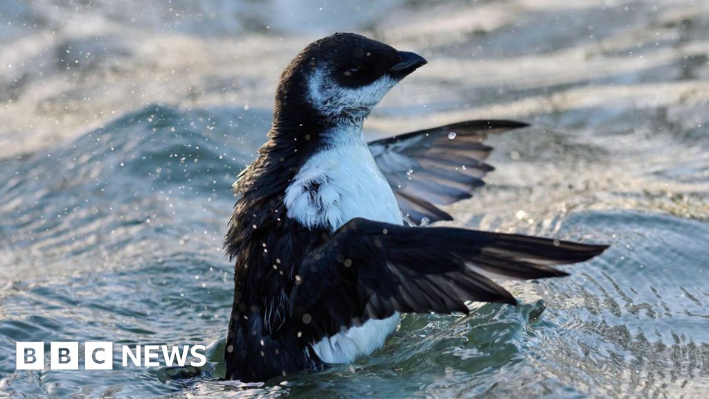 Seabird spotted in Leicestershire for first time since 2007