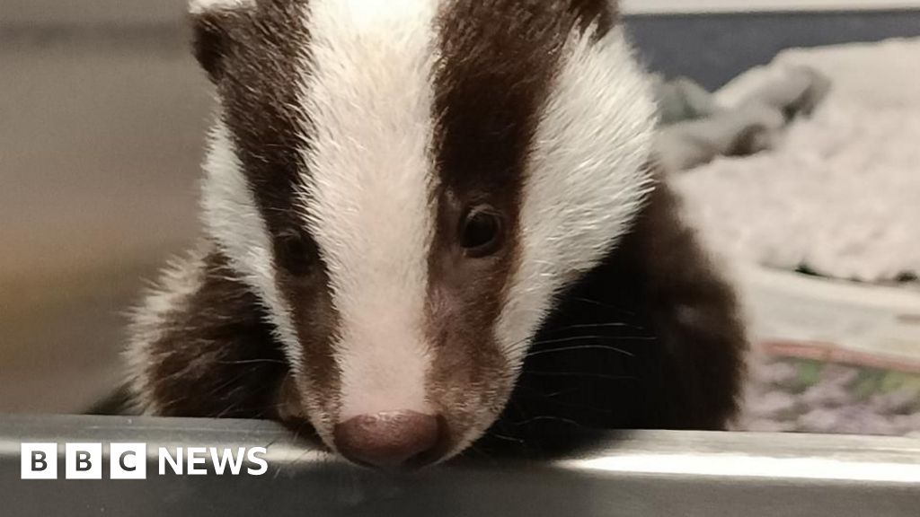 Rescued badger found in Bath trying to follow people home