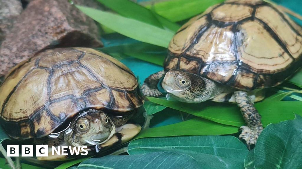 Endangered turtles returned to Dudley Zoo after suspected theft - BBC News