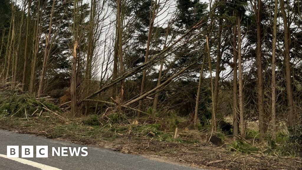 Weak trees on A436 'could kill if not felled immediately'