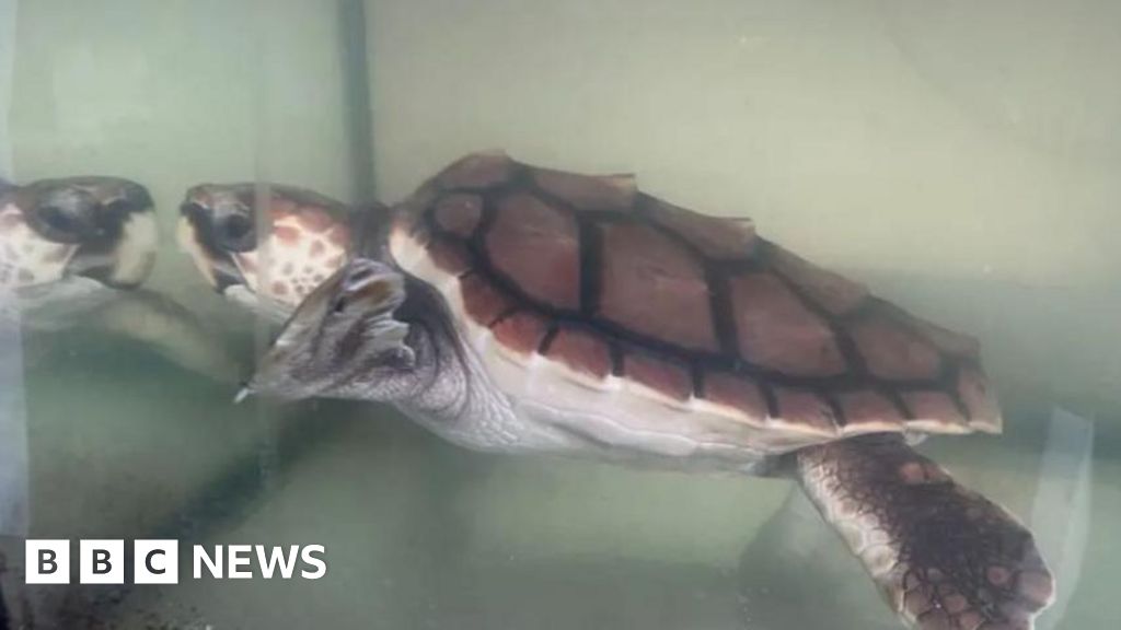 Turtle Barnacle Bill may make short stop at Brighton - GSPCA - BBC News