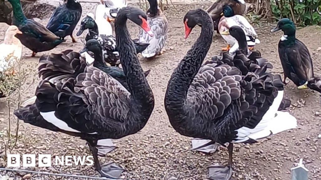 ASBO swan finds 'wife-to-be' in new Devon home - BBC News