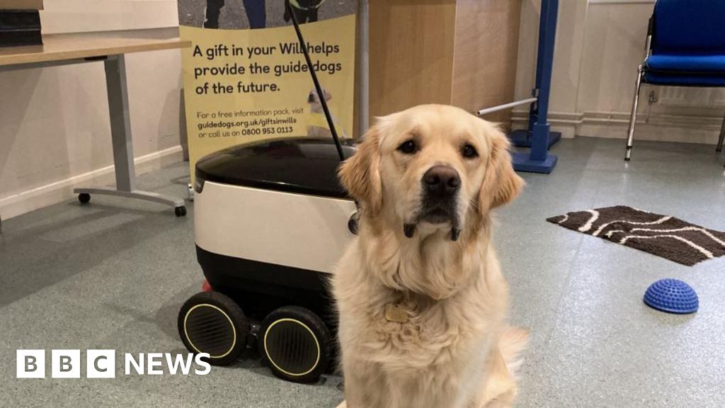 Guide dogs taught to deal with delivery robots - BBC News