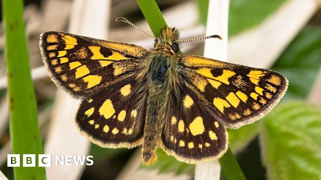 Northamptonshire sees "successful" chequered skipper butterfly scheme - BBC News