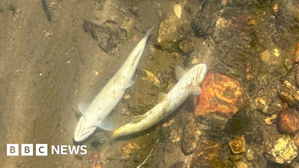 Thousands of fish killed in Cornwall river pollution