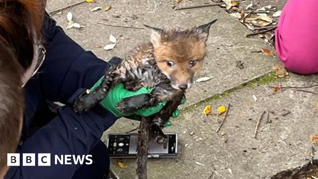 Fox cub gets stuck in underground pipe in Colchester - BBC News