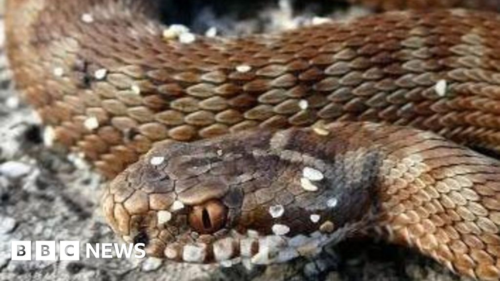 Video shows adder rescued from Cornwall beach - BBC News