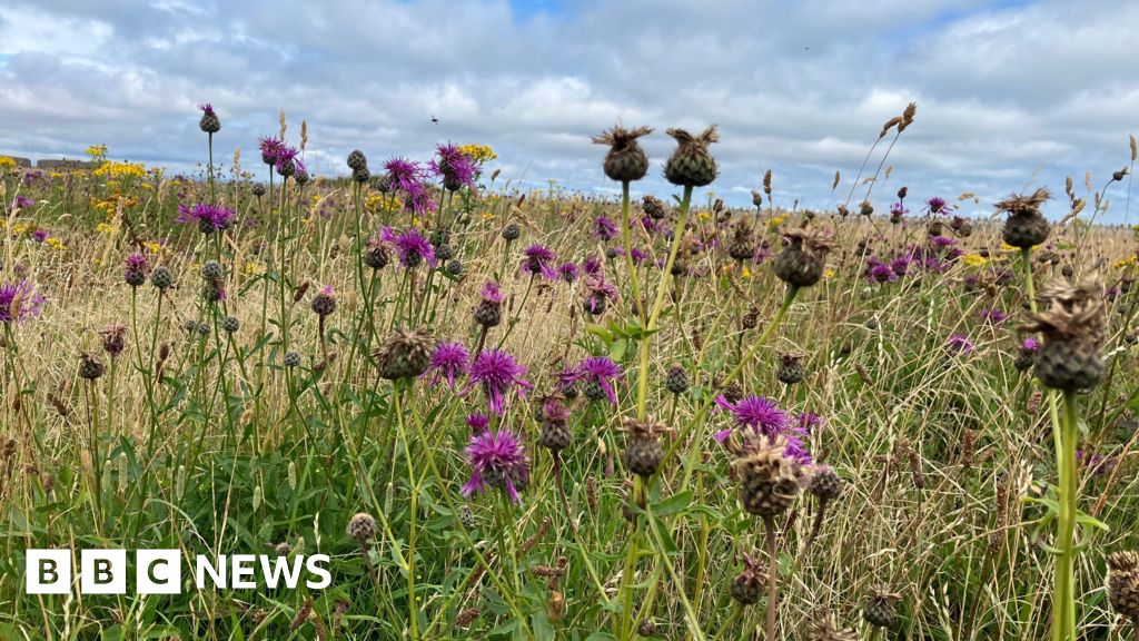 Devon project tackles 'biodiversity crisis' with coastal meadows - BBC News