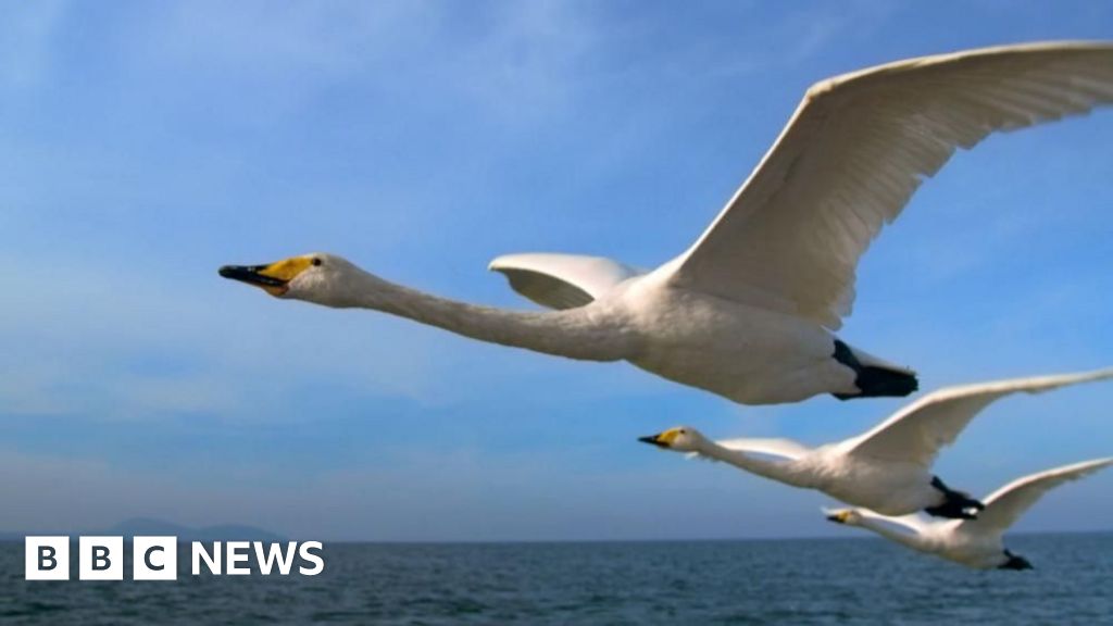 Eighteen swans found dead under Cambridgeshire power line - BBC News