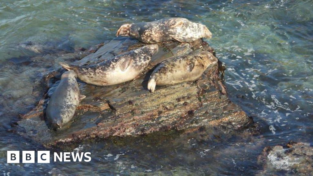 Cornwall Council lists 10 marine species that need protection - BBC News