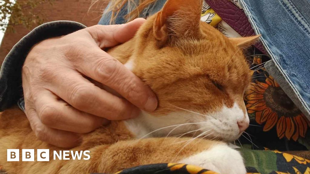 Meet Beau, the bus stop cat keeping Shepshed passengers company