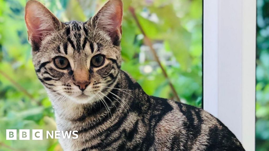 Essex charity say cats are being abandoned due to neutering costs - BBC ...