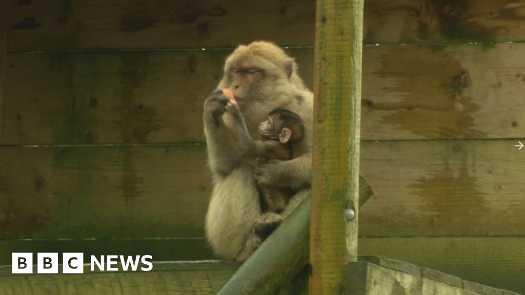 Barbary macaque: Endangered monkey born in County Donegal - BBC News