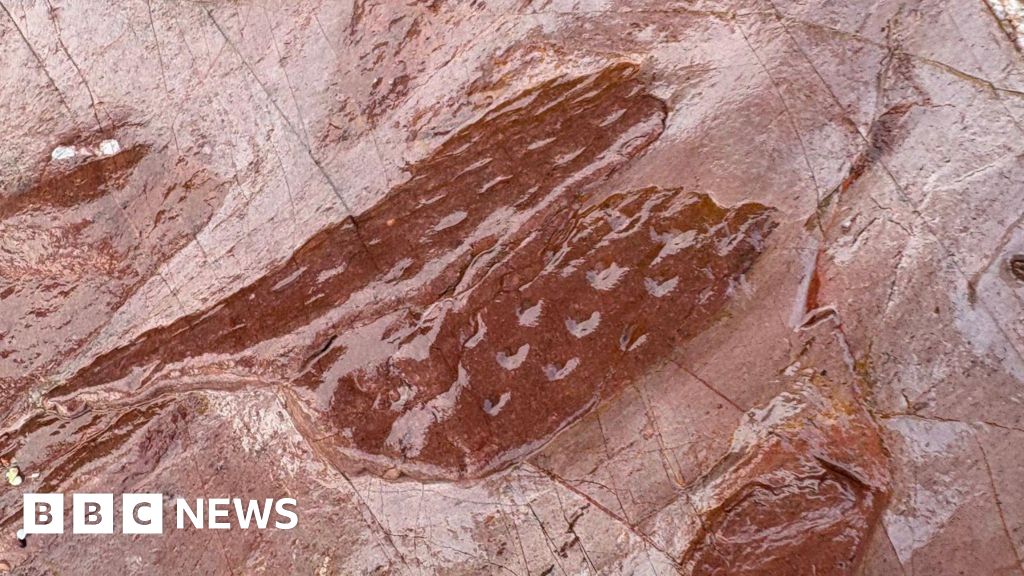 Ancient tree fossil evidence of Torbay's volcanic islands