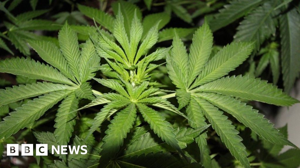 Sutton In Ashfield Police Called To Break In Discover Cannabis Factory