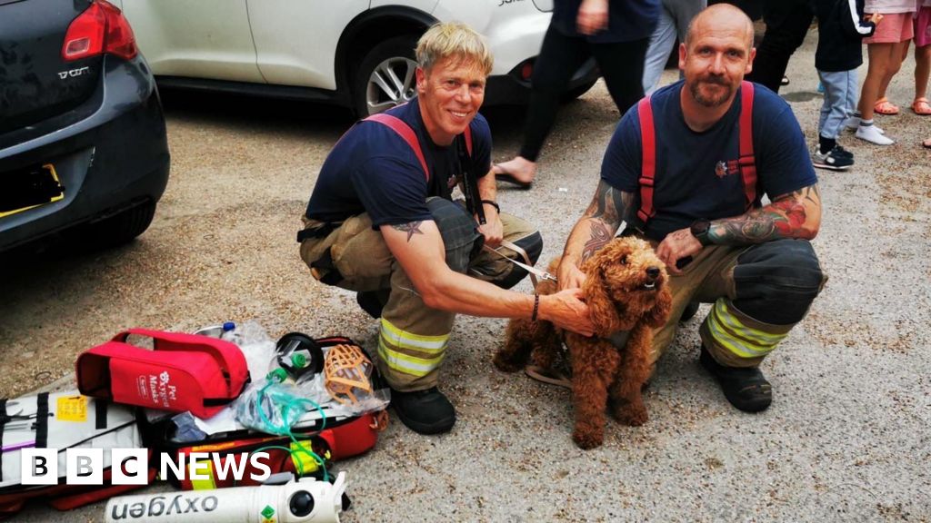 Essex fire crews rescue cockapoo trapped in Braintree house fire - BBC News