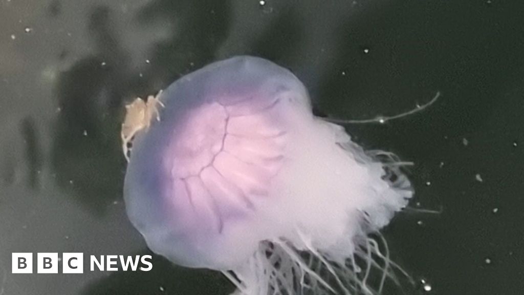 Crab hitches a ride on the back of a jellyfish - BBC News