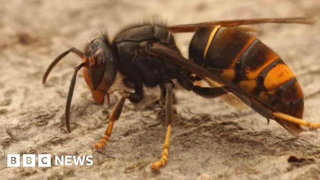 Lincolnshire beekeepers head abroad to fight Asian hornets