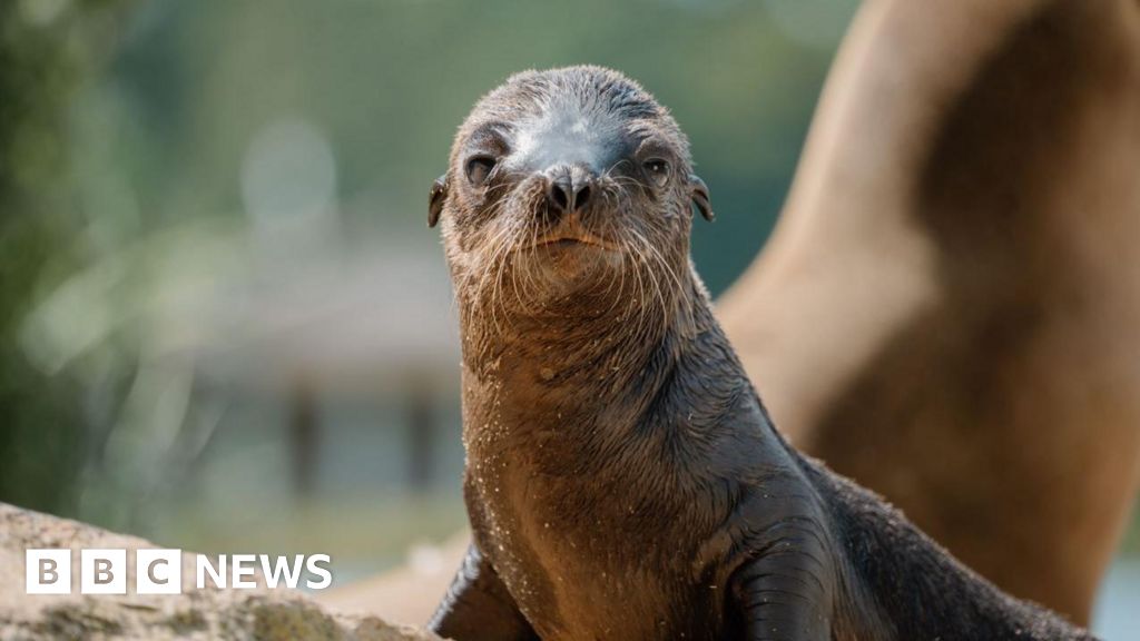 Second seal pup born at Longleat