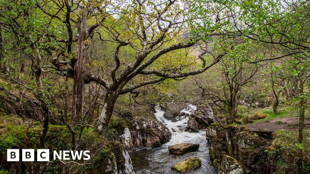 New post created to help save Scotland's rainforest - BBC News
