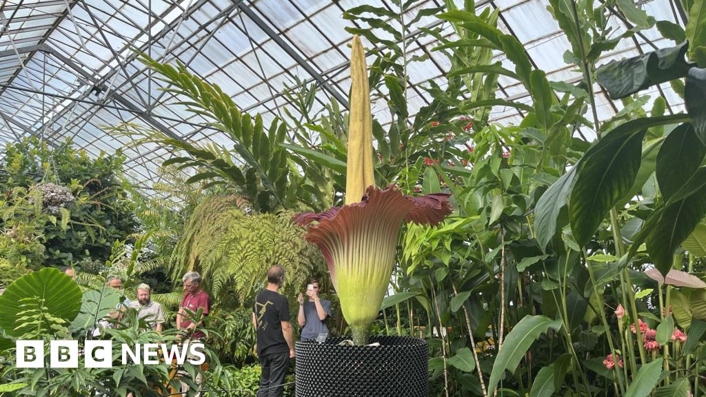 Why is a flower that smells like rotting flesh so popular? - BBC News