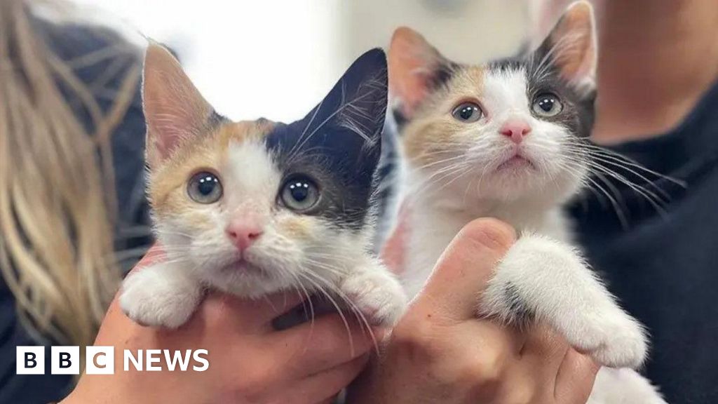 Lancashire animal charity saved by 'overwhelming public support' - BBC News