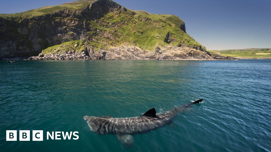 Basking sharks get special protected status in Ireland