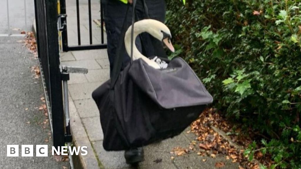 'Disorientated' swan rescued outside Birmingham police station - BBC News