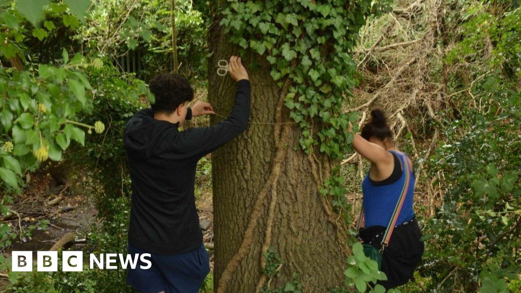 Fears over the potential of felling ancient trees at Slough Canal - BBC ...
