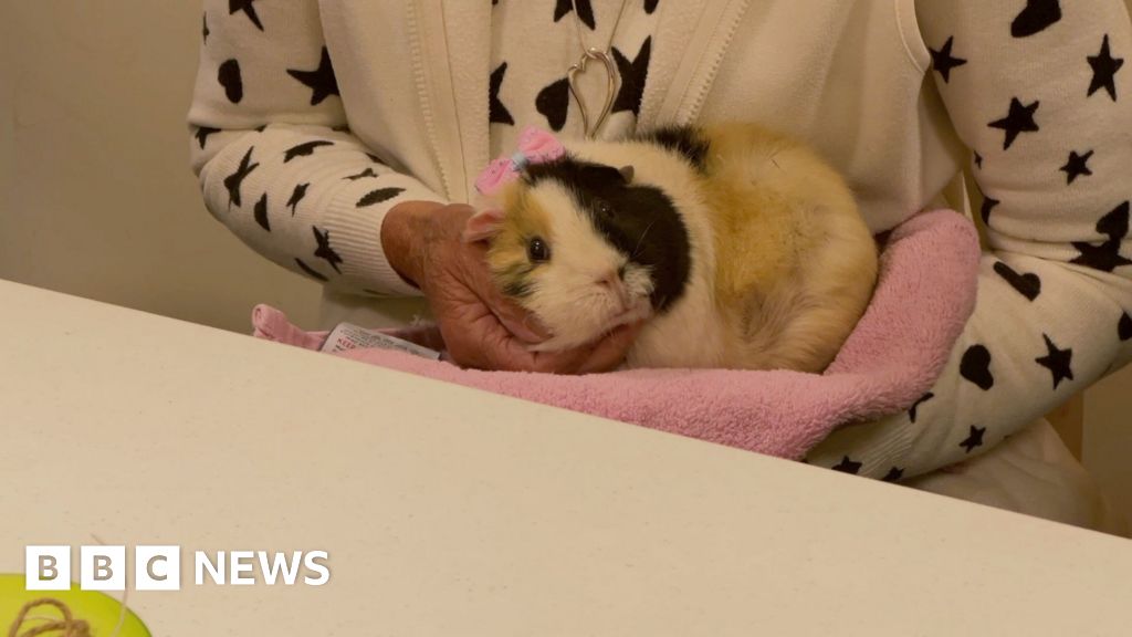 Guinea pig visits proving a hit at Newent Library - BBC News