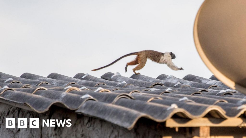 Jersey man sets up charity to help endangered monkeys