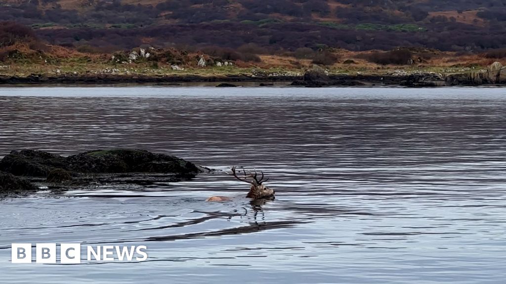 Stag goes swimming off Scottish island - BBC News