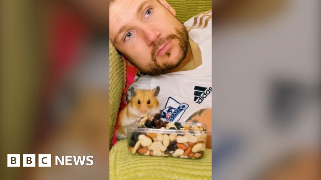 How my hamster healed my heart - BBC News