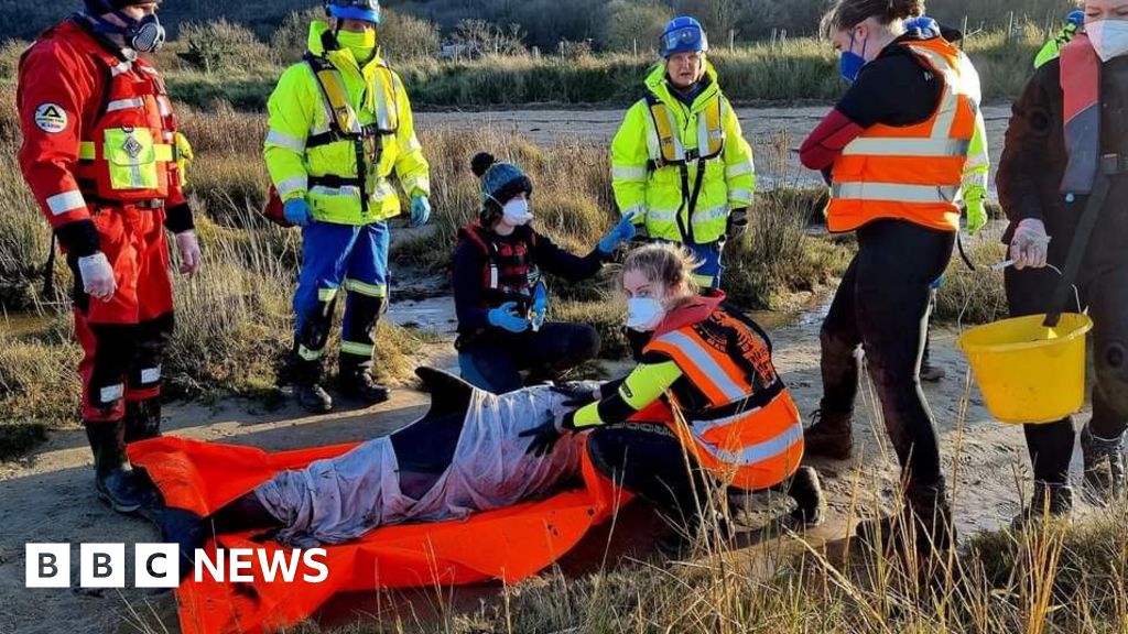 Anglesey: Dolphin dies after two stranded on beaches - BBC News