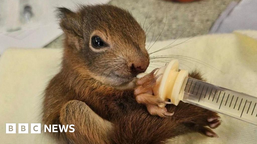 Drivers urged to take extra care as squirrels prepare to hibernate