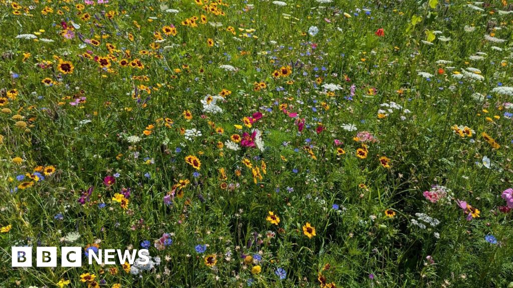 No Mow May: Some Bradford park areas set to be left to grow wild - BBC News