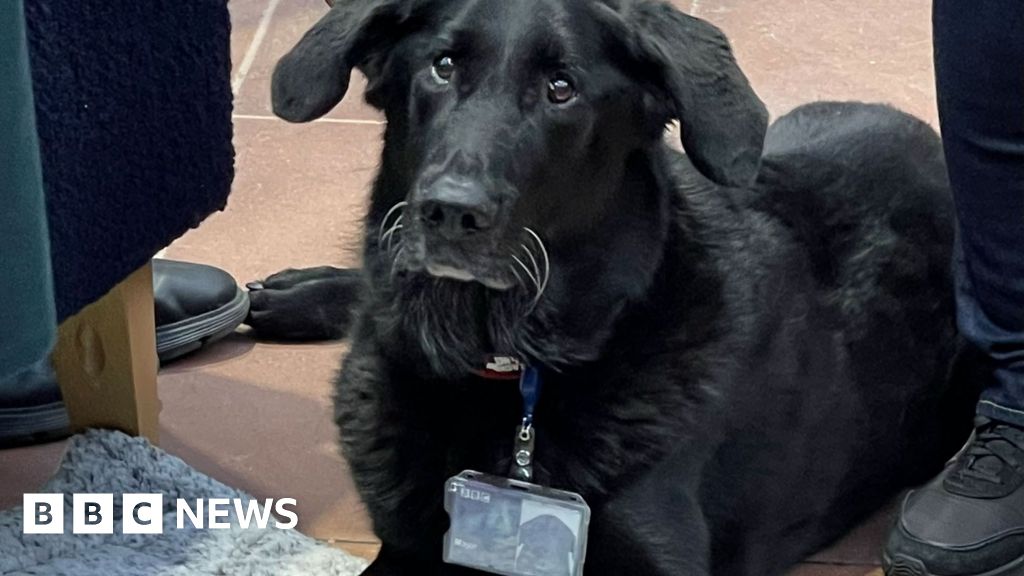 Guide dog Major retires from the BBC - BBC News