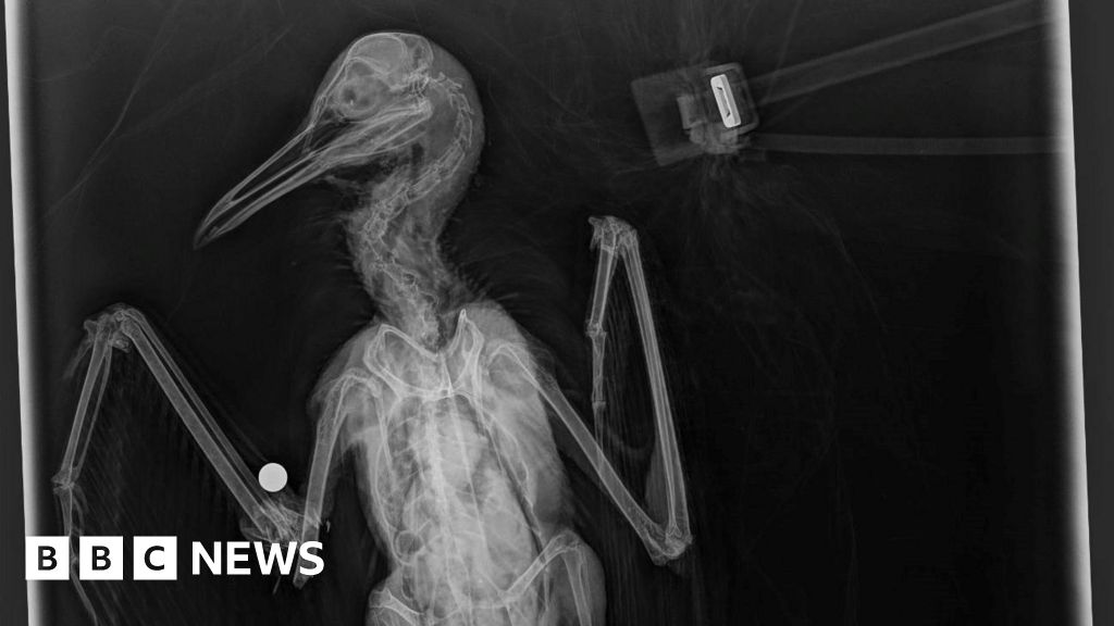 RSPCA appeal after Northfleet 'catapult attack' kills gull