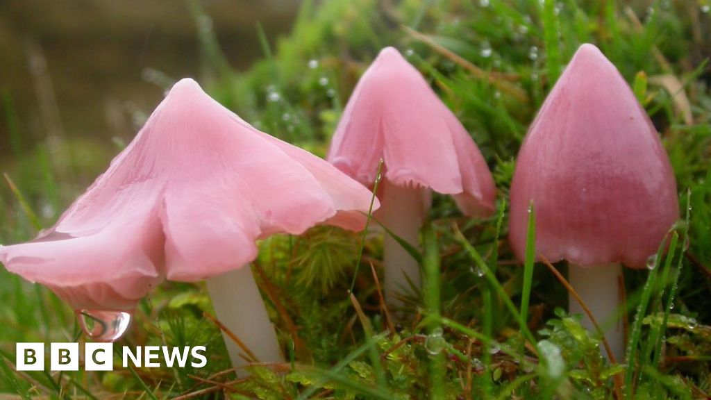 Exploring Yorkshire's National Parks as a Hotspot for Rare Fungi Discovery – Archyde
