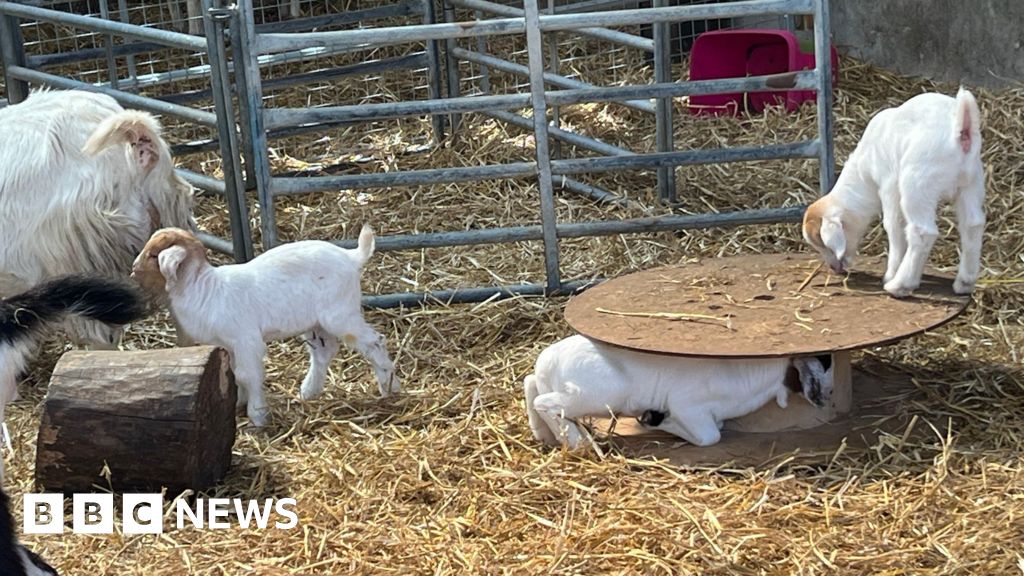 Godstone Farm celebrates birth of rare goat quadruplets - BBC News