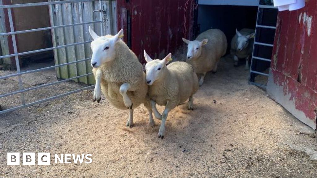 Lambing season bad weather hits numbers at Lairg sheep sale