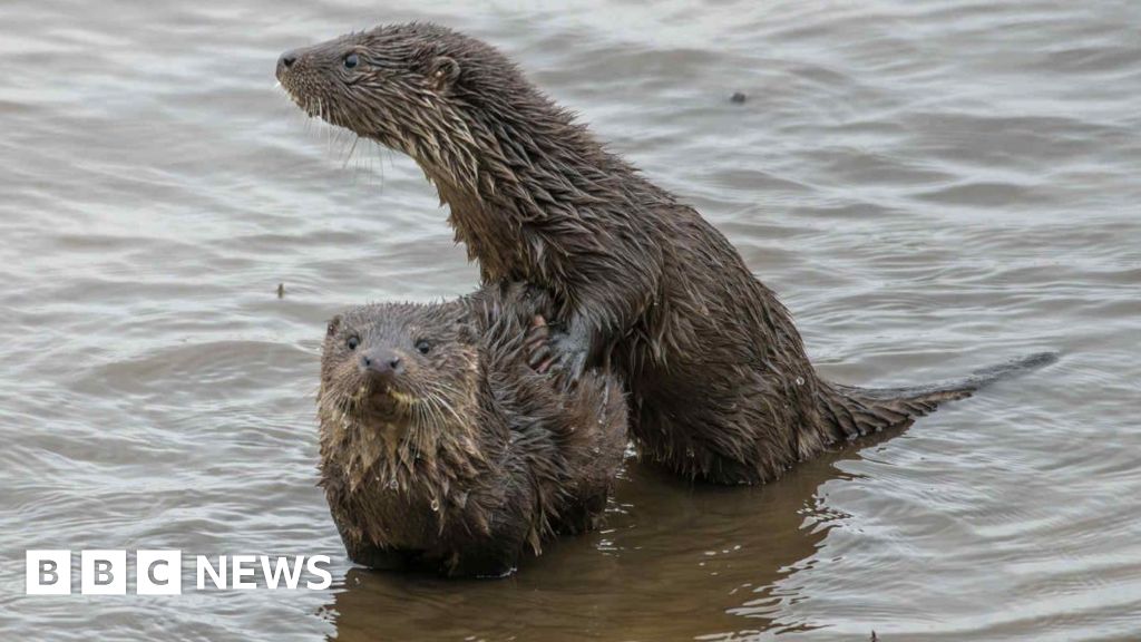 River Wansbeck otter cubs pictured playing