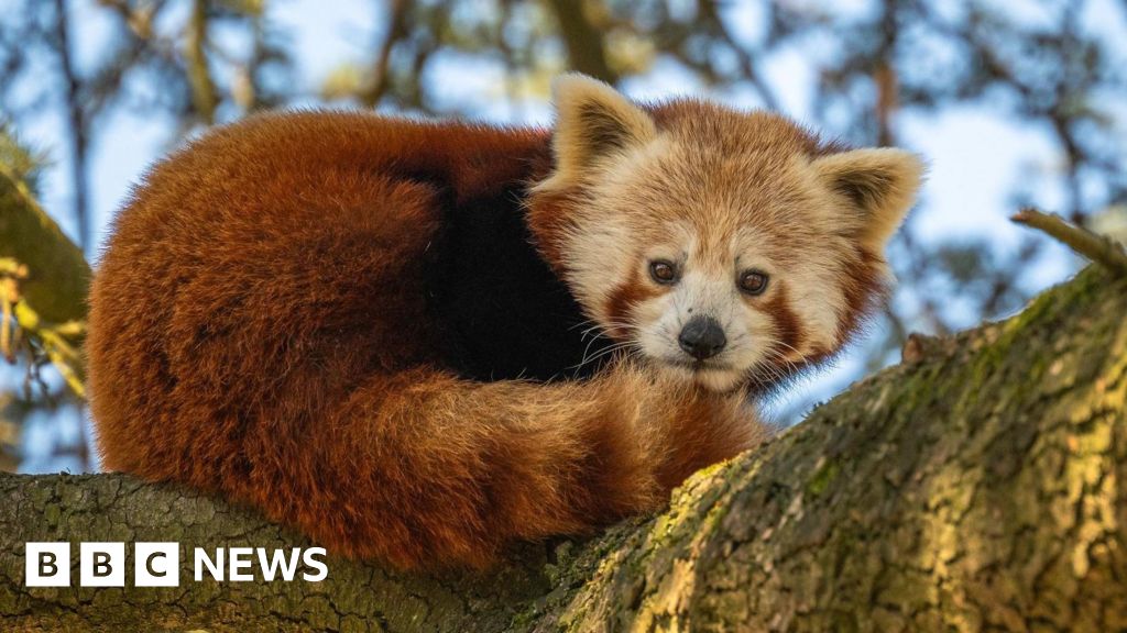 Red panda cub to be hand-reared after mother dies