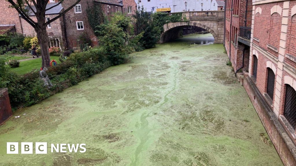 Fears for wildlife over York River Foss duckweed 'pea soup'