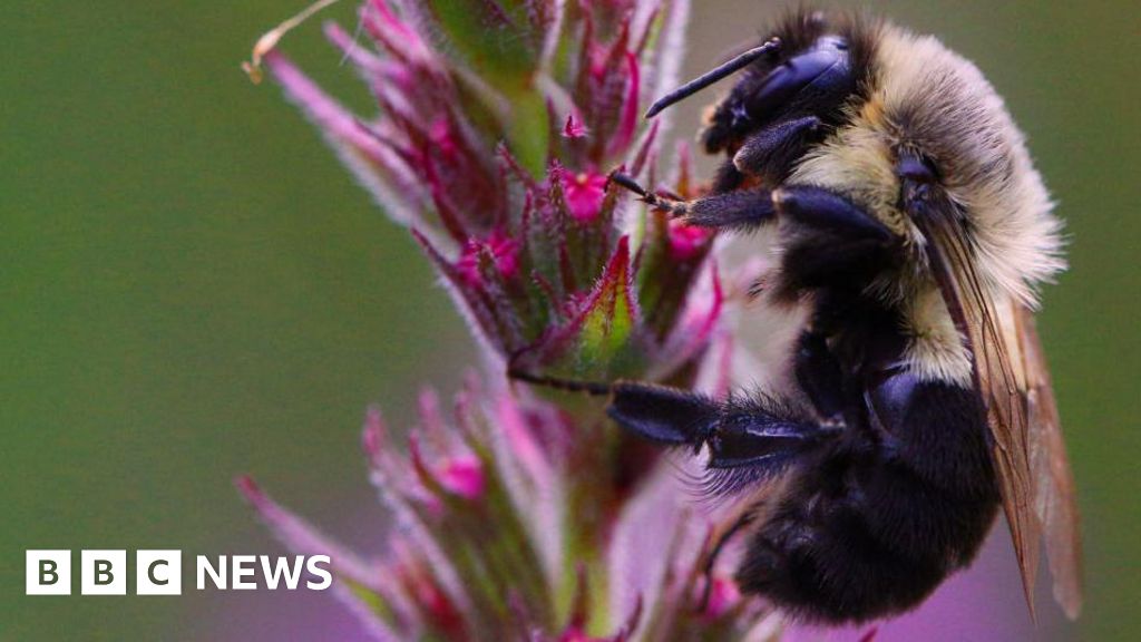 Bid to boost bee numbers along 100-mile River Tweed route
