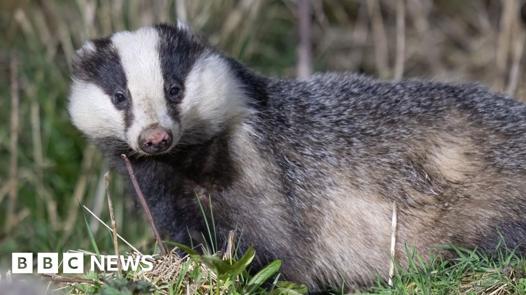 New badger hide opens at Wild Haweswater - BBC News
