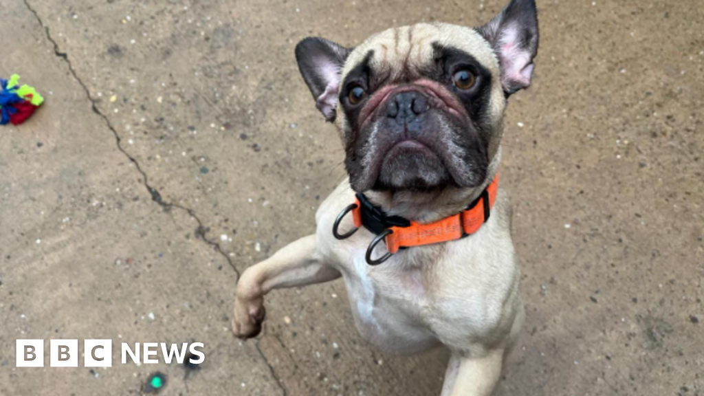 Derby: Dog has nose surgery after fundraising appeal - BBC News