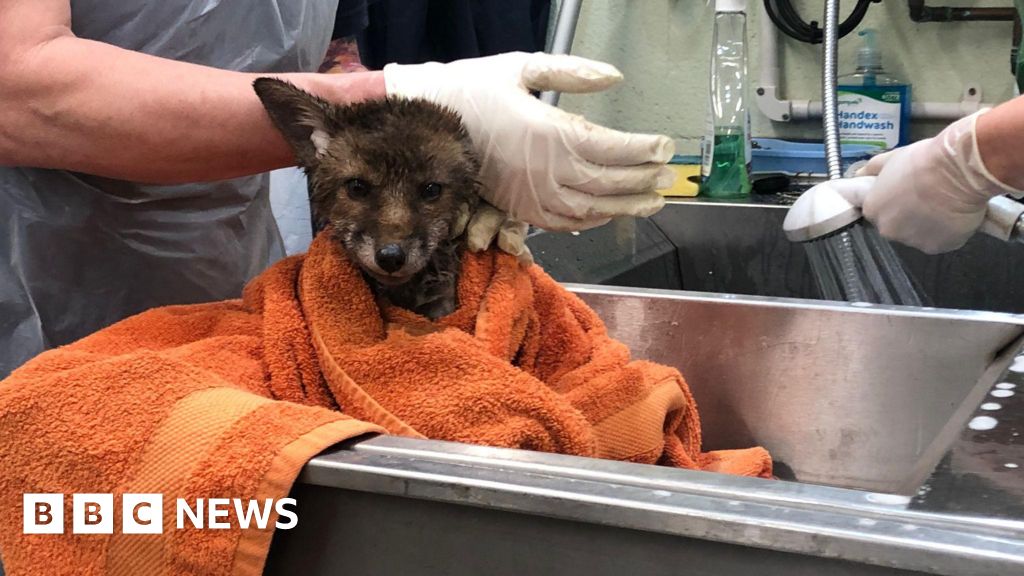 Fox cubs rescued after falling into Cannock construction site pits